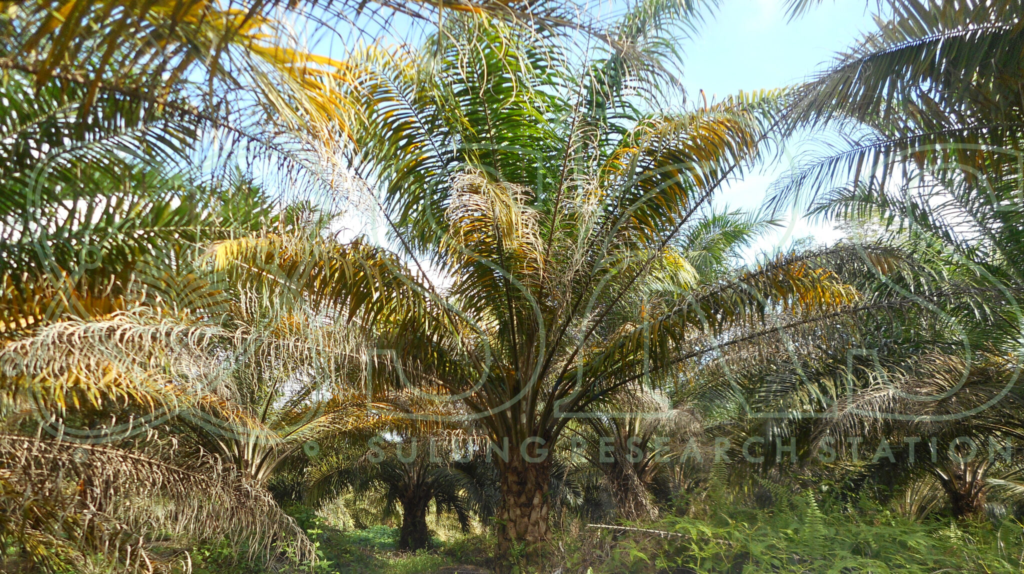 Mengapa Bunga Kelapa Sawit Didominasi Jantan? Ini Penjelasan Ahli
